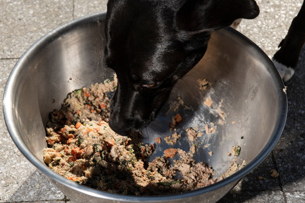 Dog Nutrition Advice And Many Answers To: “Can Dogs Eat…?”