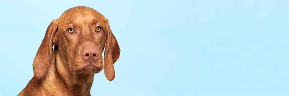 12 Extinct Dog Breeds That You have Never Heard Of
