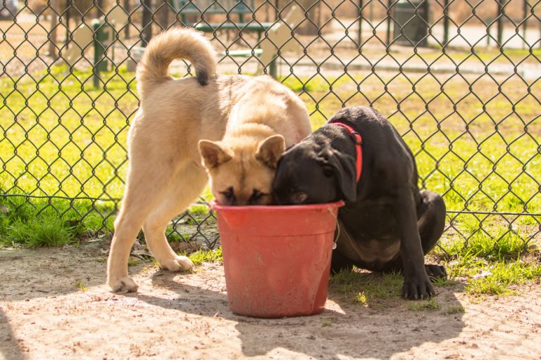 Should I Adopt Chocolate Lab Dogs? |Detailed Guide On Labrador Retriever