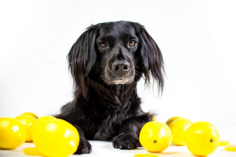 Dachshund Lab Mix –History,Characteristics and Temperament