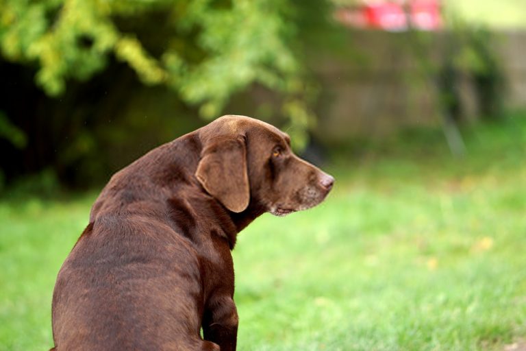 Dachshund Lab Mix –History,Characteristics and Temperament