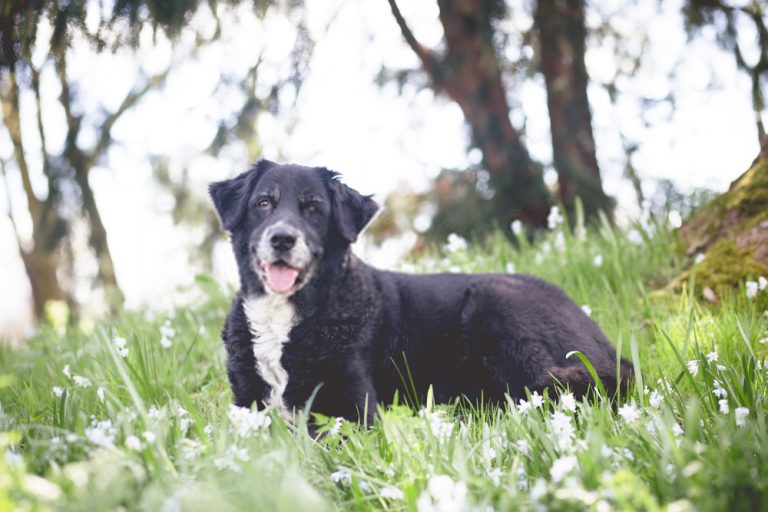 Dachshund Lab Mix –History,Characteristics and Temperament