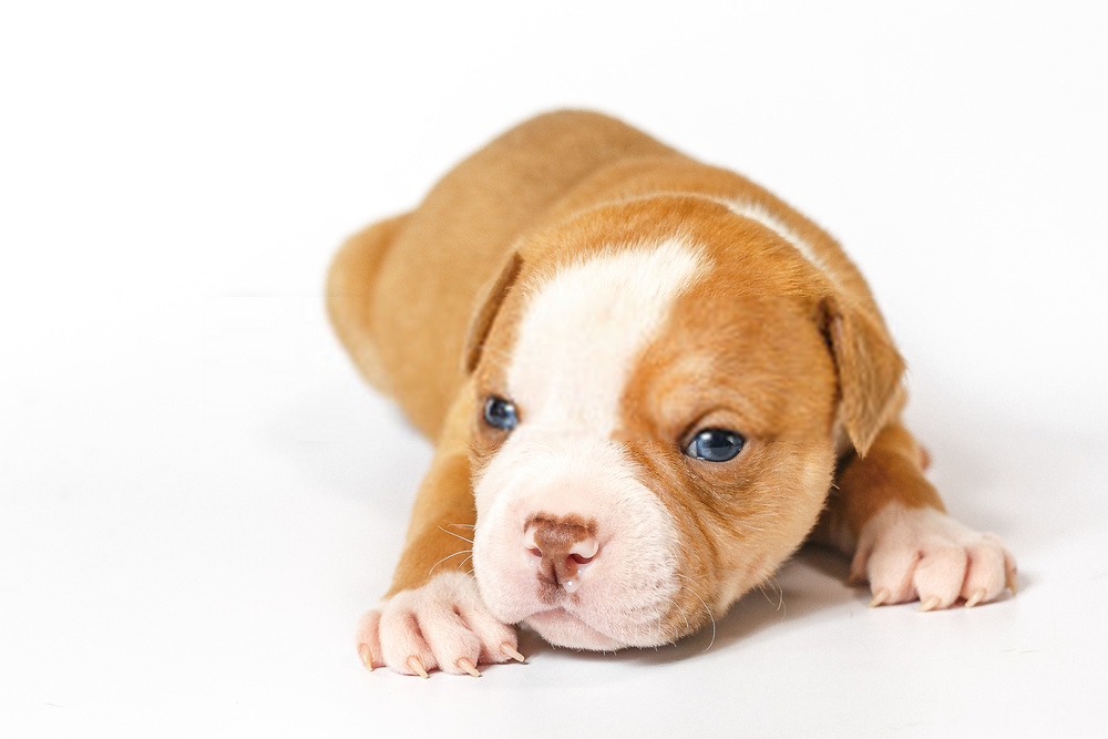 American Bulldogs-History, Temperament, and Breed Information