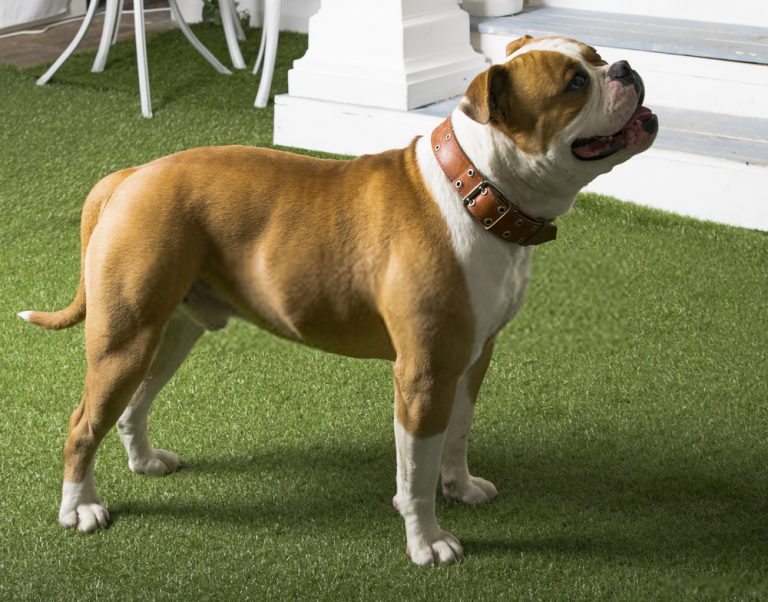 American Bulldogs-History, Temperament, and Breed Information