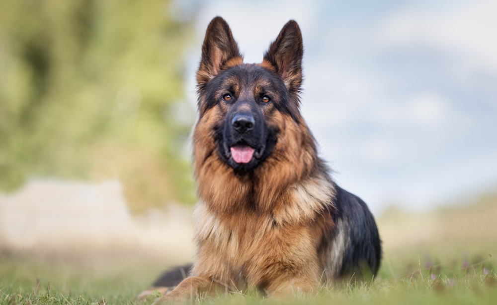 German shepherd Wolf Mix Breed – The Definition Breed Guide