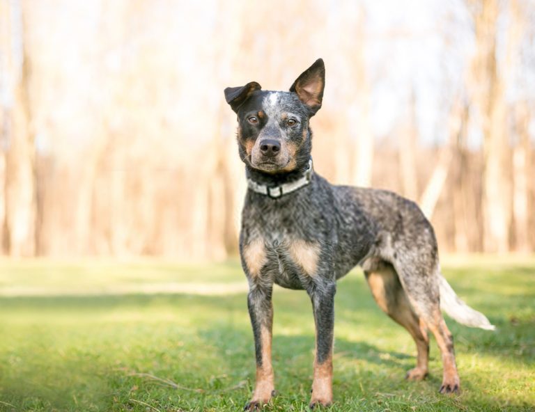 Blue Heeler or Australian Cattle Dogs -Complete information
