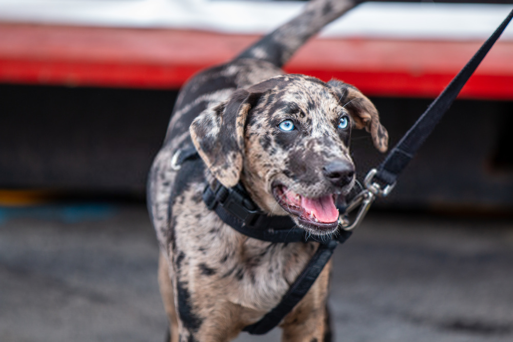 Catahoula Leopard Dog – Temperament ,History and Information