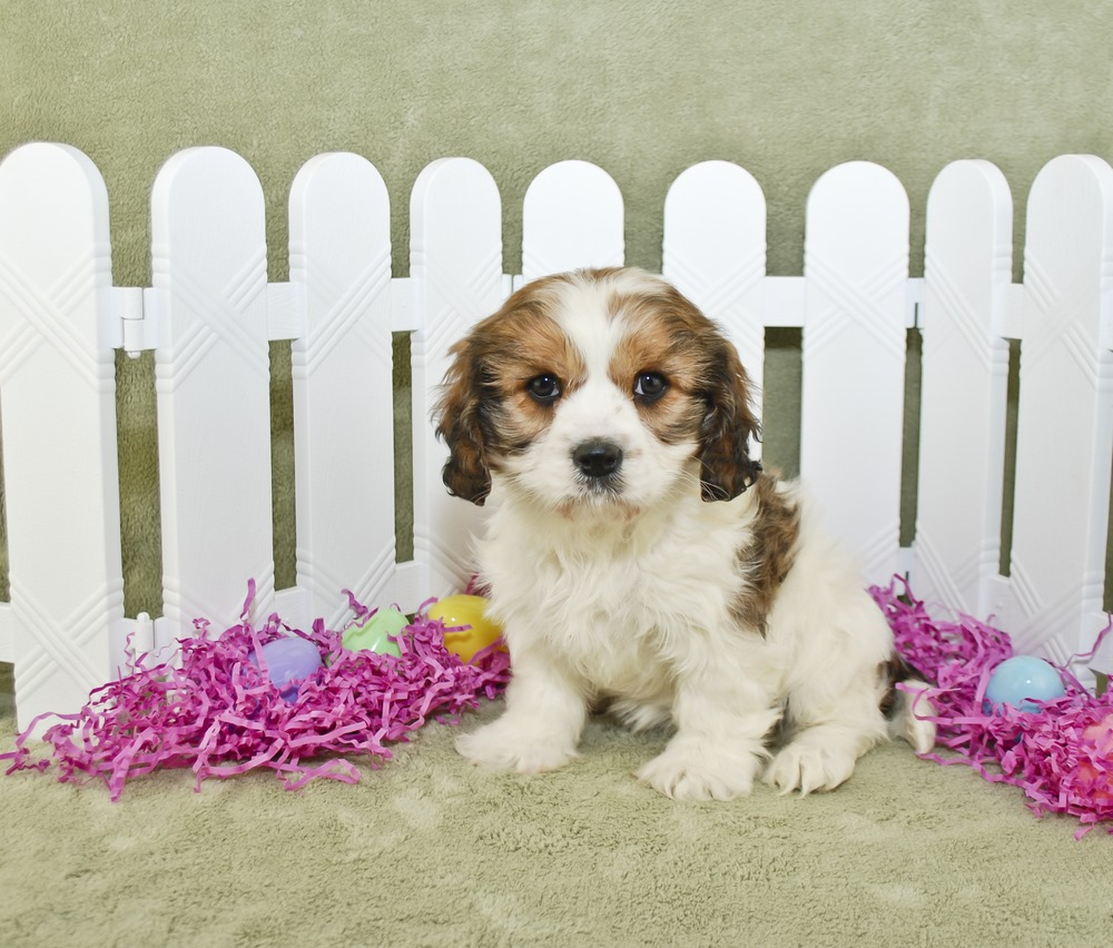 Cavachon Dog Breed – History, Temperament and Training