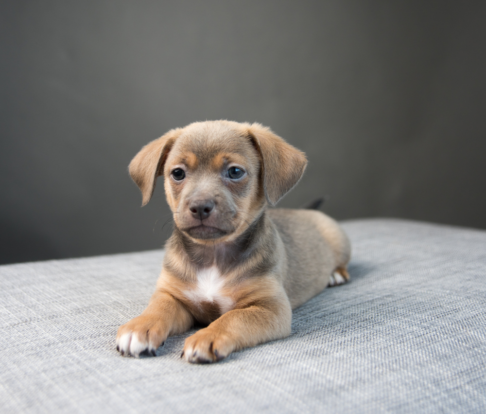 Chiweenie Puppy-Characteristics,Lifespan & Temperament