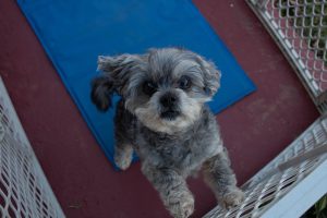 Peekapoo Dog Breed Information and Complete Guide