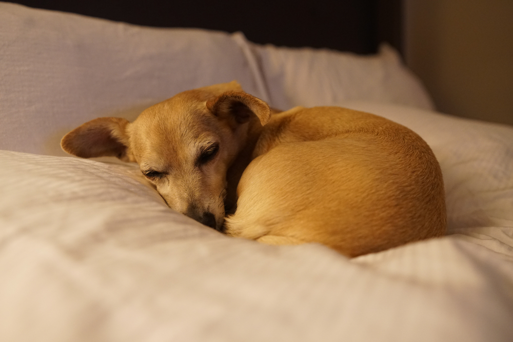 Chiweenie Puppy-Characteristics,Lifespan & Temperament