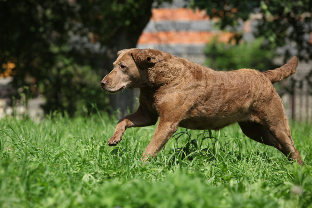 Dog Breed Information
