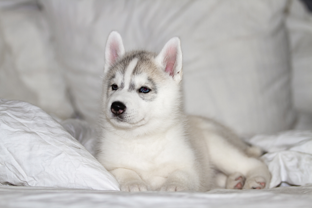 Dog Breed Information