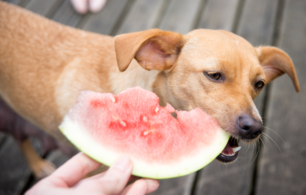 Dog Nutrition Advice And Many Answers To: “Can Dogs Eat…?”